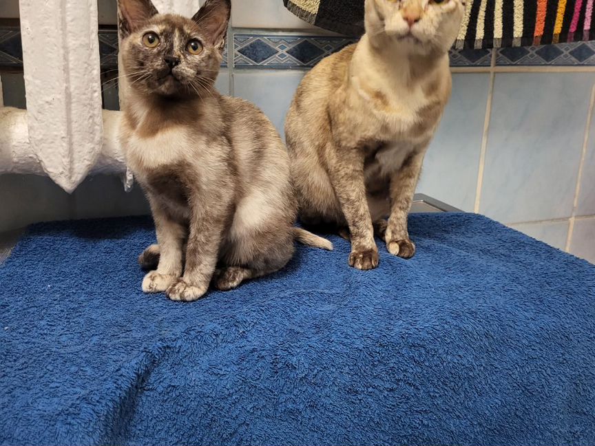 Продам бурманскую красавицу