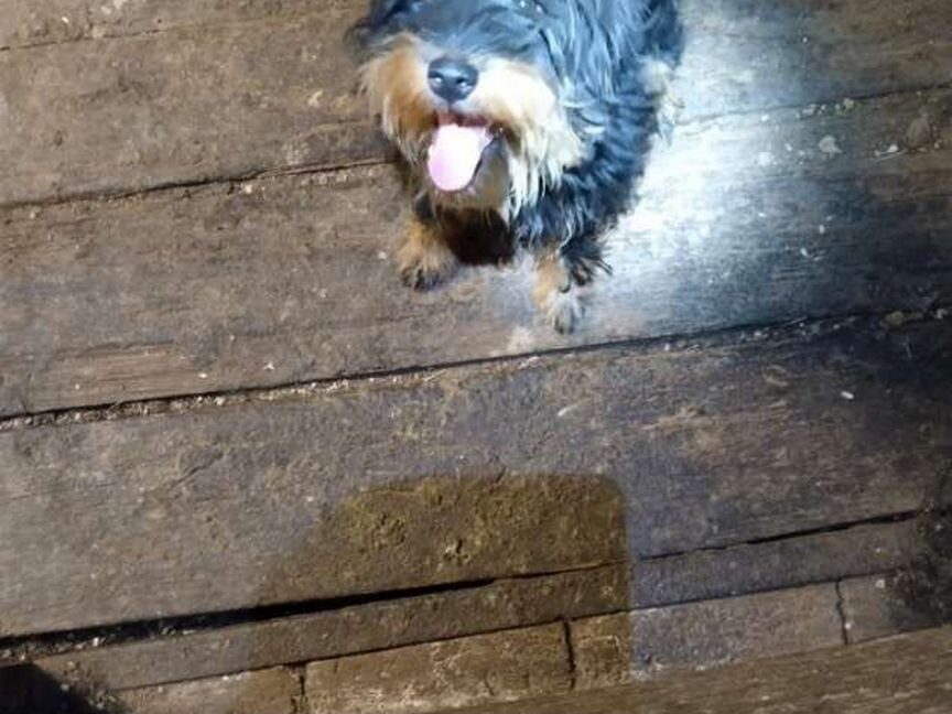 Охотничьи собаки