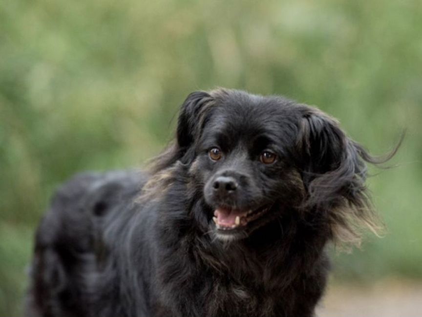 Маленький Фунтик ищет дом