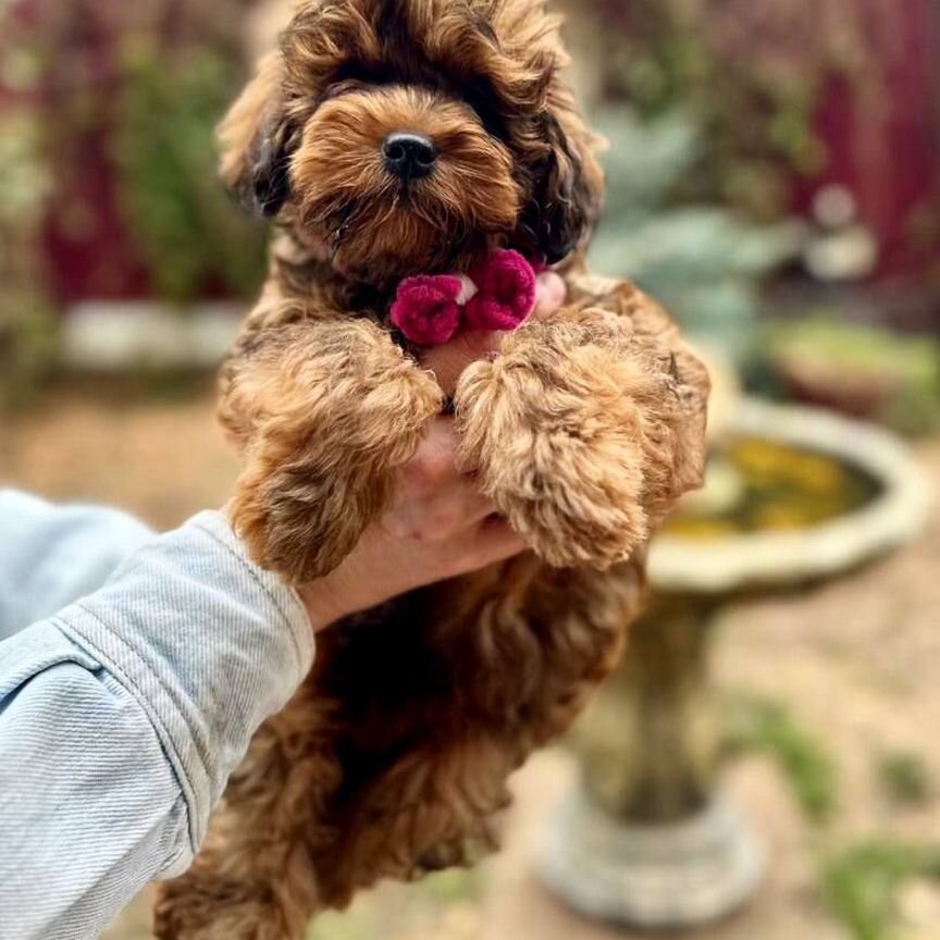 Щенки мальтипу, девочки (международный ветпаспорт)