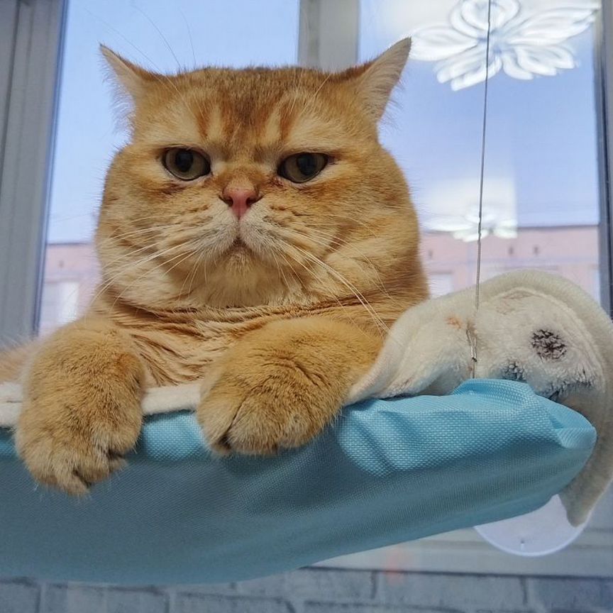 Приглашаем кошечку на вязку