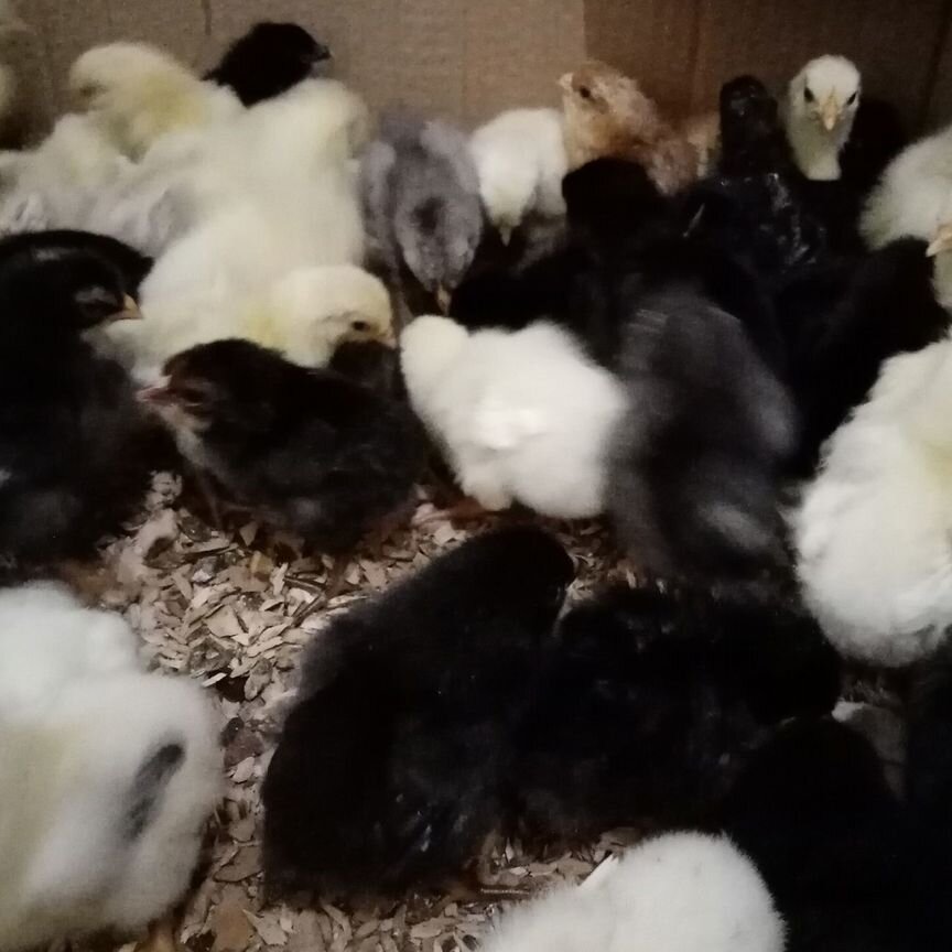 Продам цыплят несушек