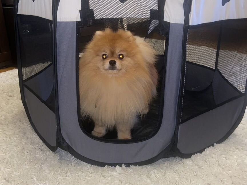 Вольер для собак палатка