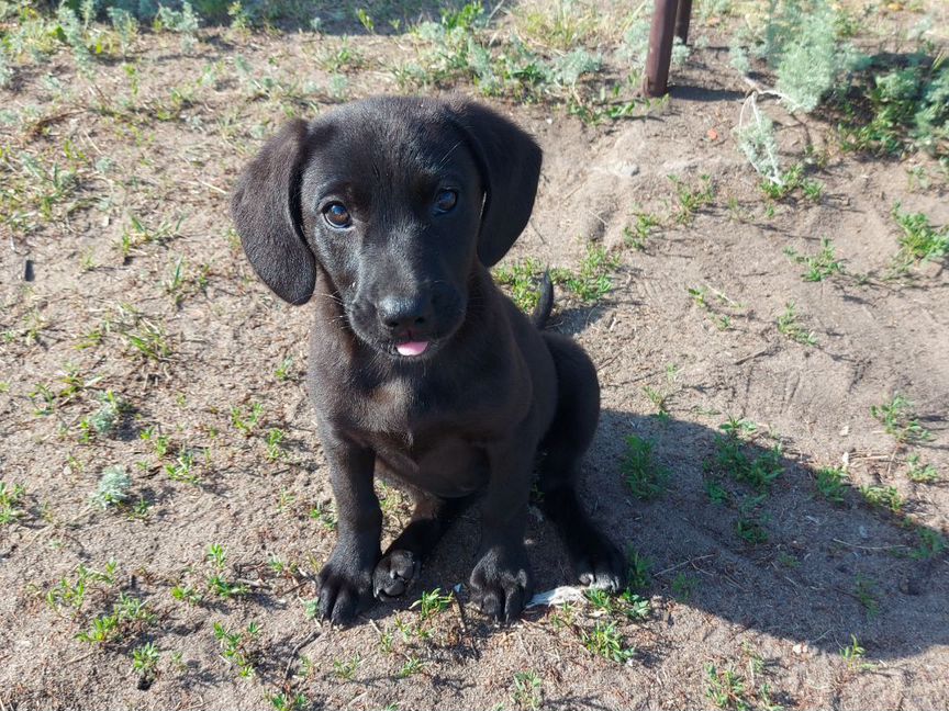 Собаки бесплатно в добрые руки щенки