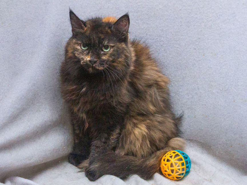 Кошечку зовут Черепашка в добрые руки