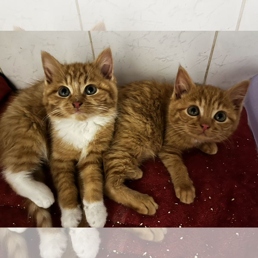 Солнечные котята в поиске дома