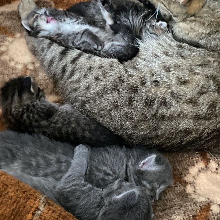 Котята в хорошие руки Москва
