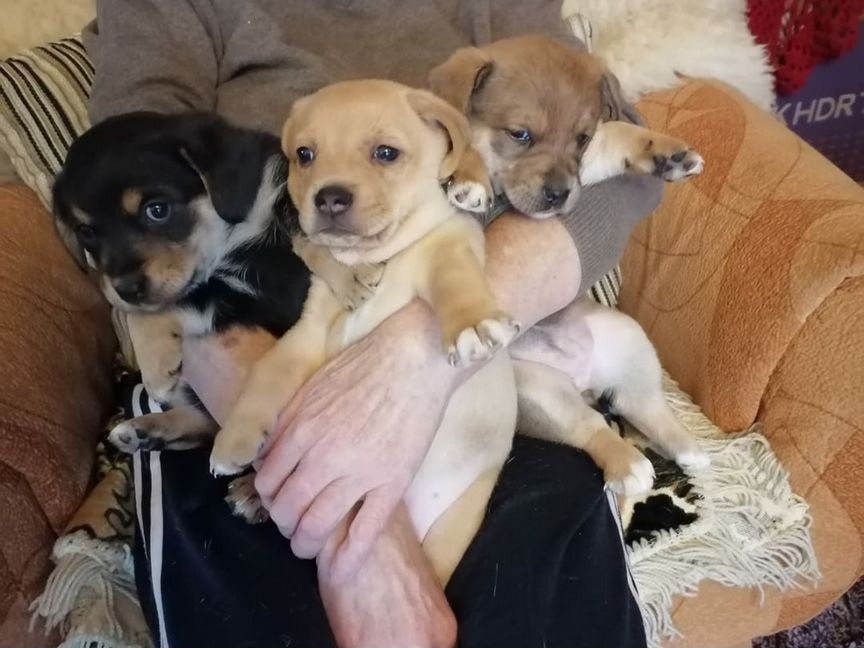 Щенки корги