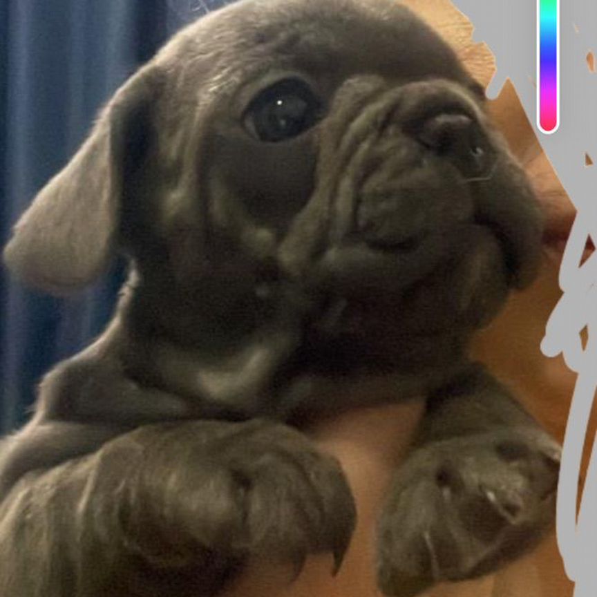 Шикарная девочка французкого будьдога