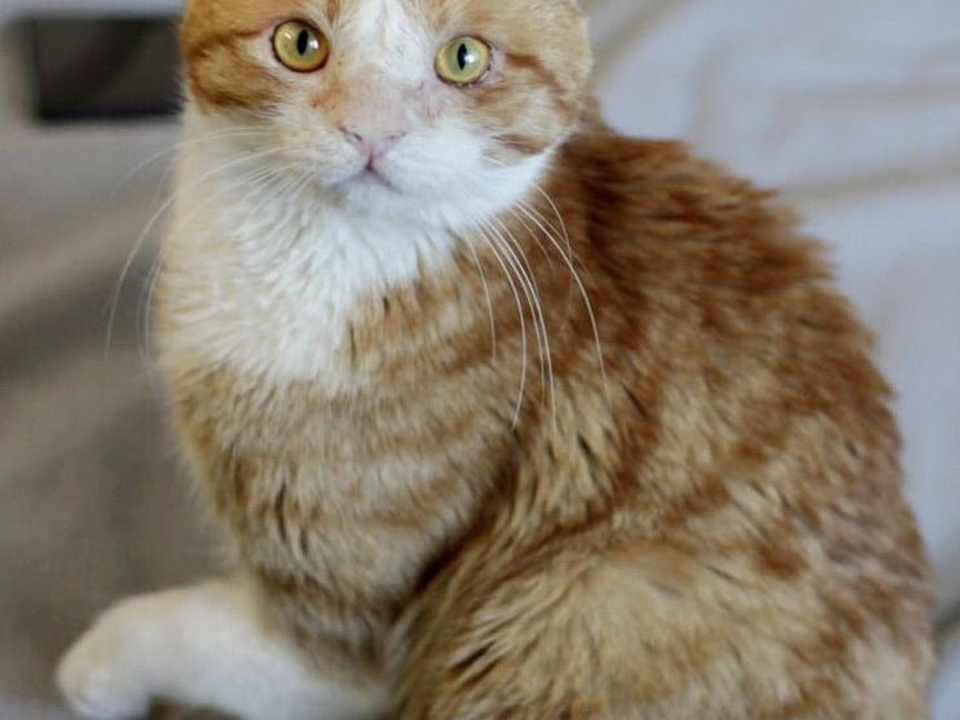 Особенный котик