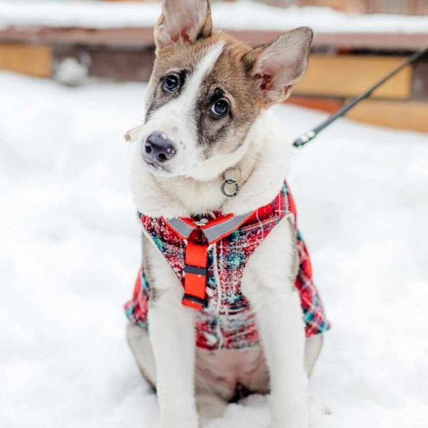 Щенок девочка в добрые руки
