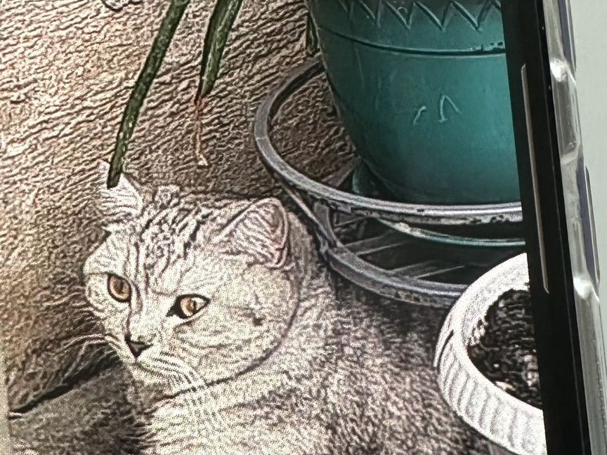 Потерялся кот