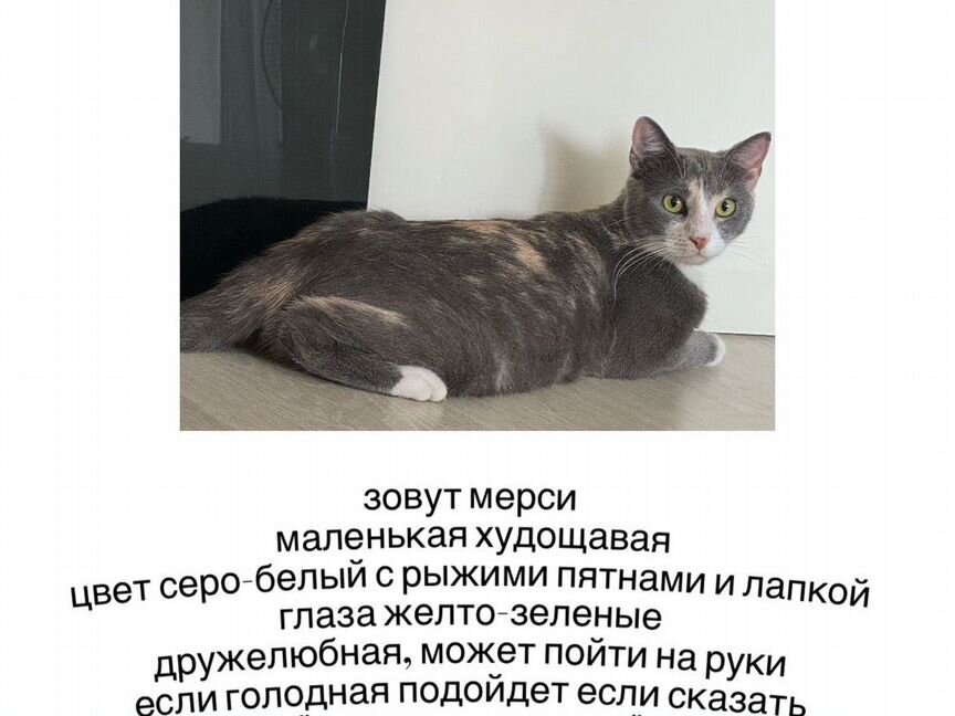 Помогите найти кошечку