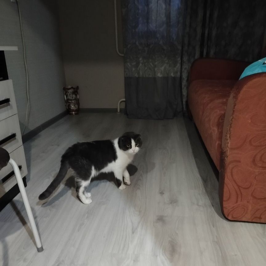 Отдам в добрые руки