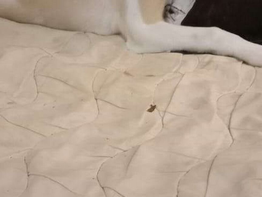 Отдам щенков в добрые руки бесплатно