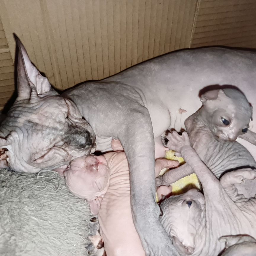 Донской сфинкс котята