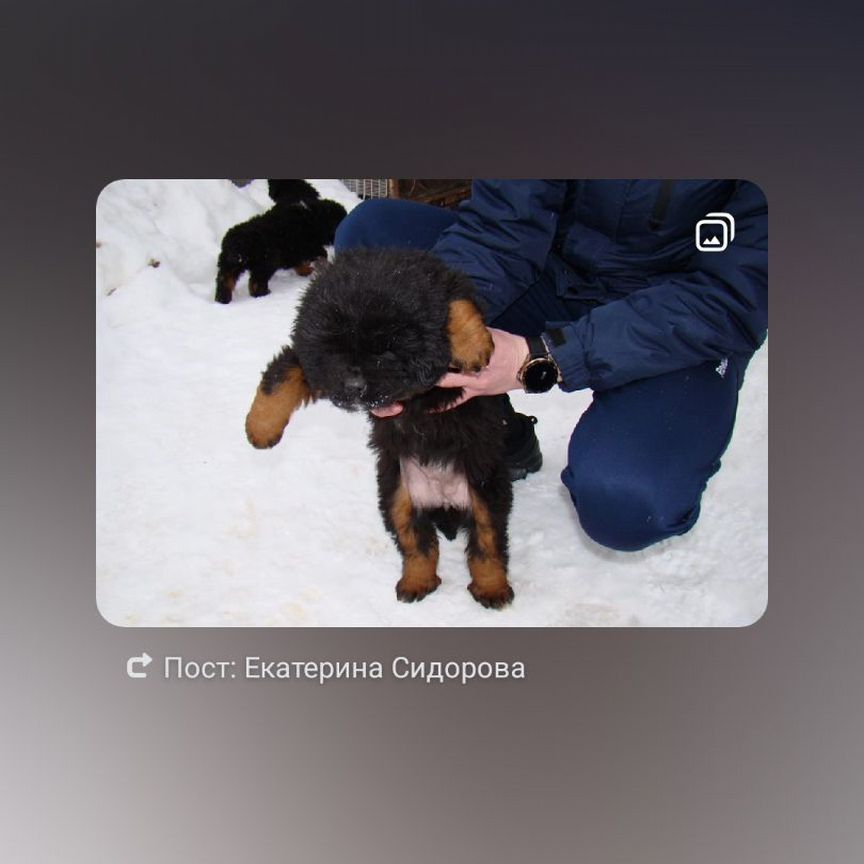 Тибетский мастиф щенки