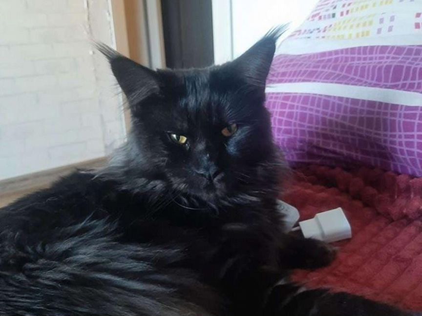 Котята мейн-кун