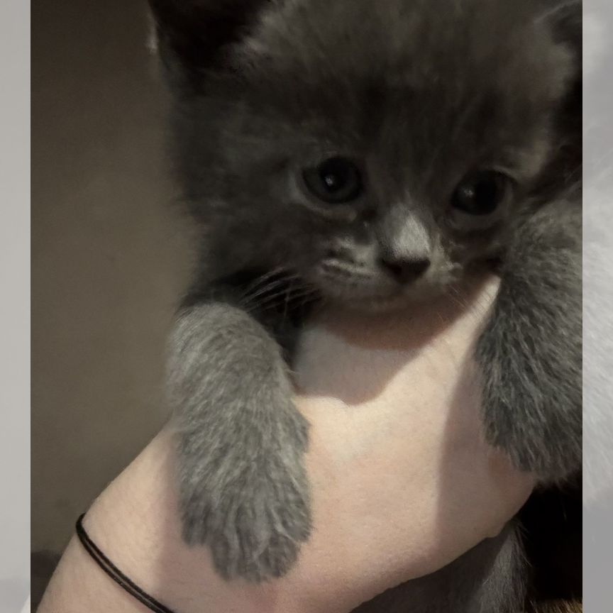 Котёнок от частного владельца