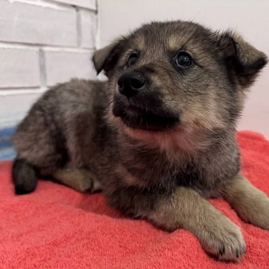 Щенок в добрые руки