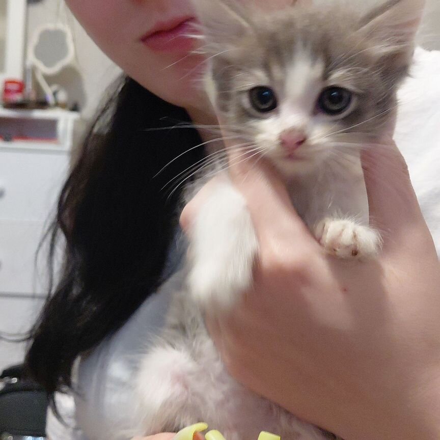 Котёнок в добрые руки