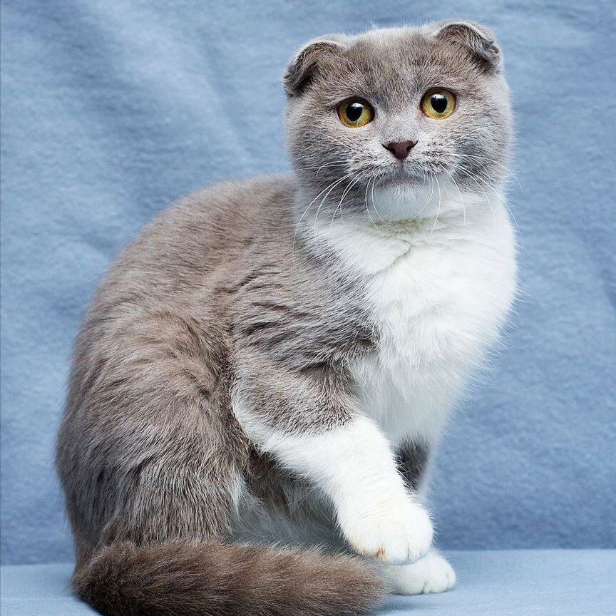 Вислоухий котенок девочка в дар