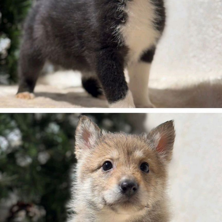 Щенки в добрые руки