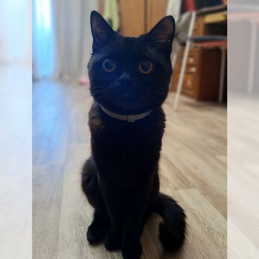 Котик 1 год