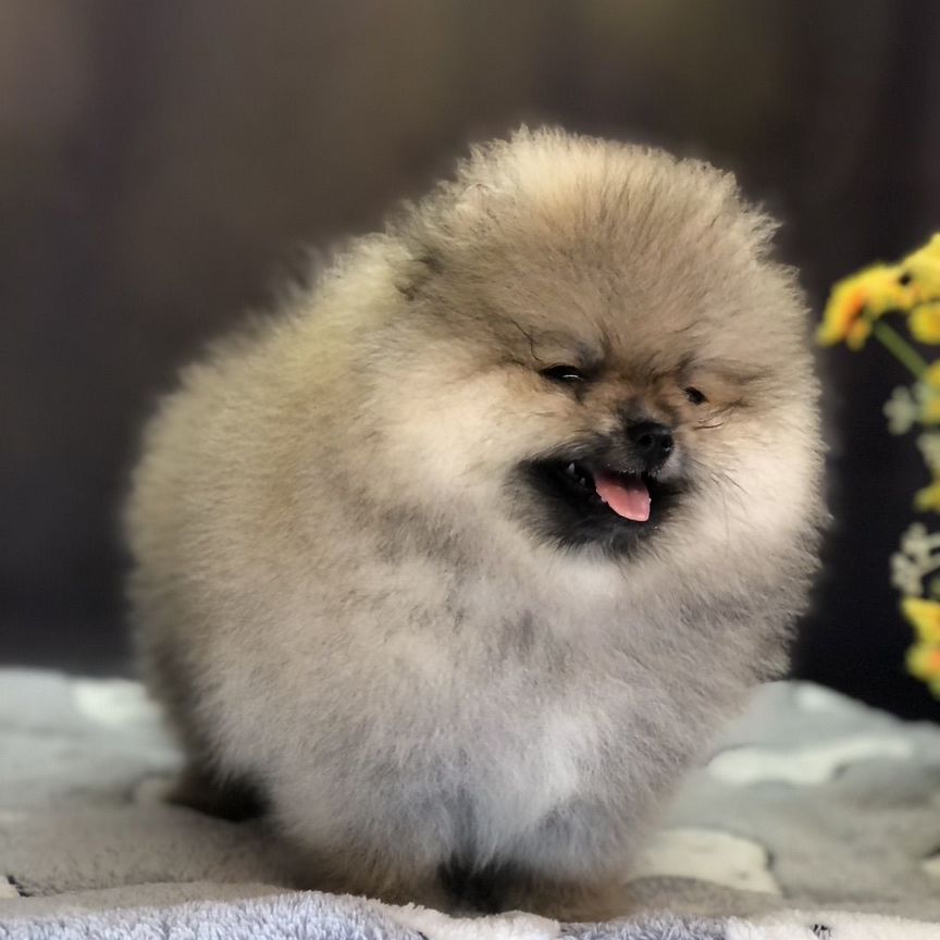 Мини пом на миллион