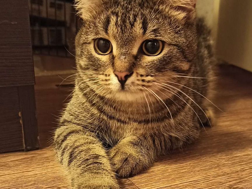 Котик нуждается в доме