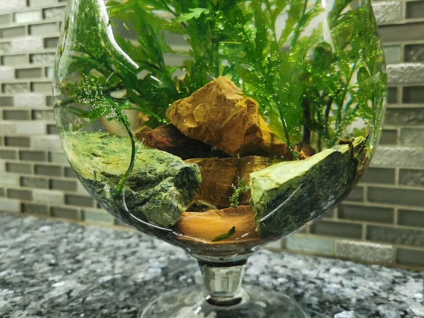 Аквариумные растения бесплатно бронь