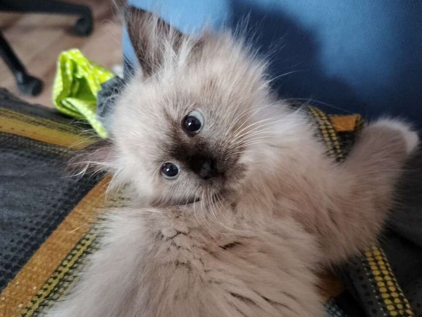 Котёнок
