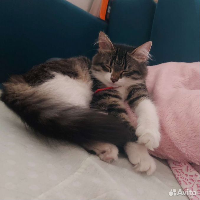 Плюшка в добрейшие руки