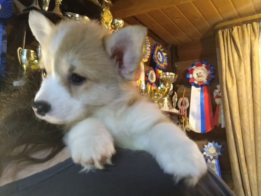 Вельш-корги пемброк шикарные щенки девочки