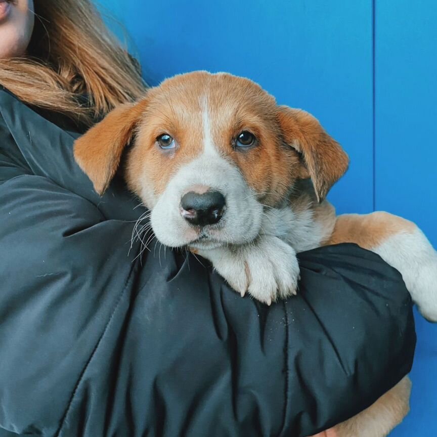 Щенок в добрые руки