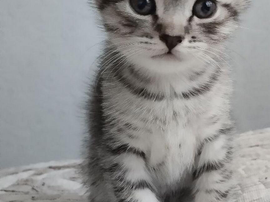 Шотландская вислоухая