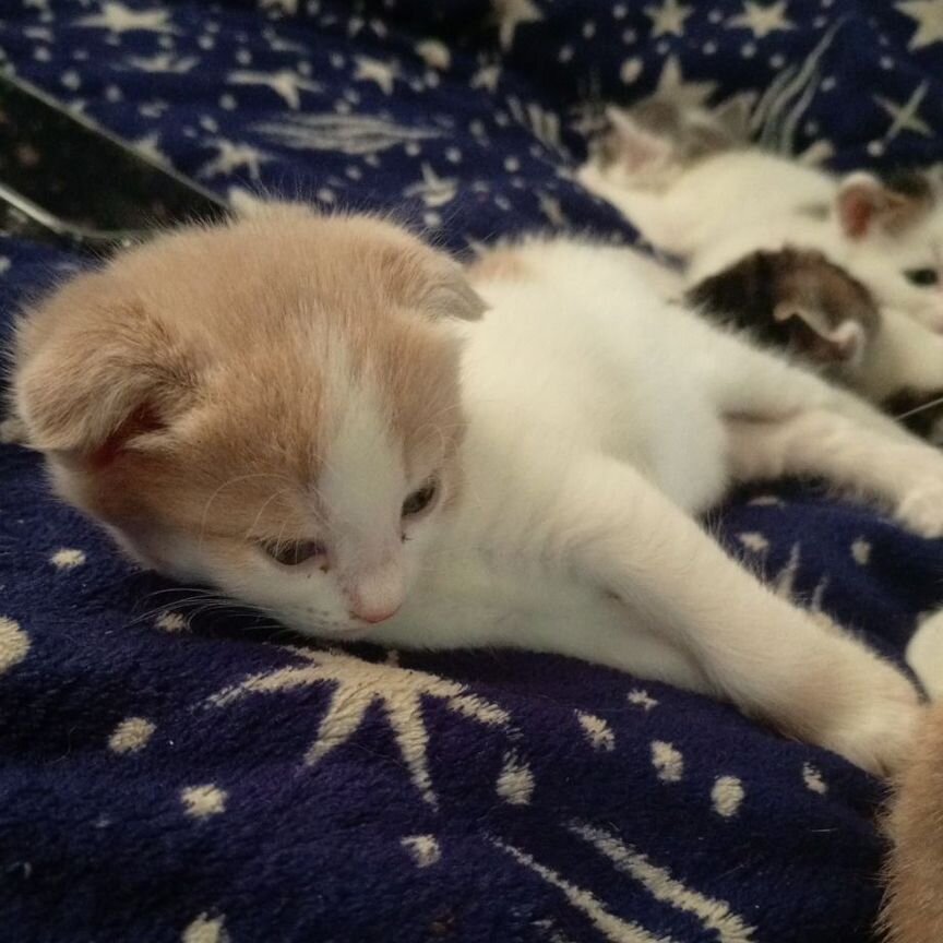 Котёнок в добрые руки