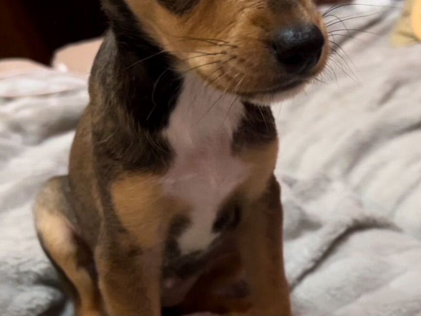 Щенки в добрые руки