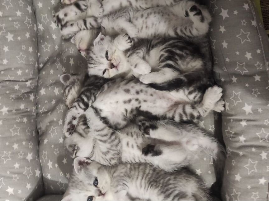 Шотландские котята