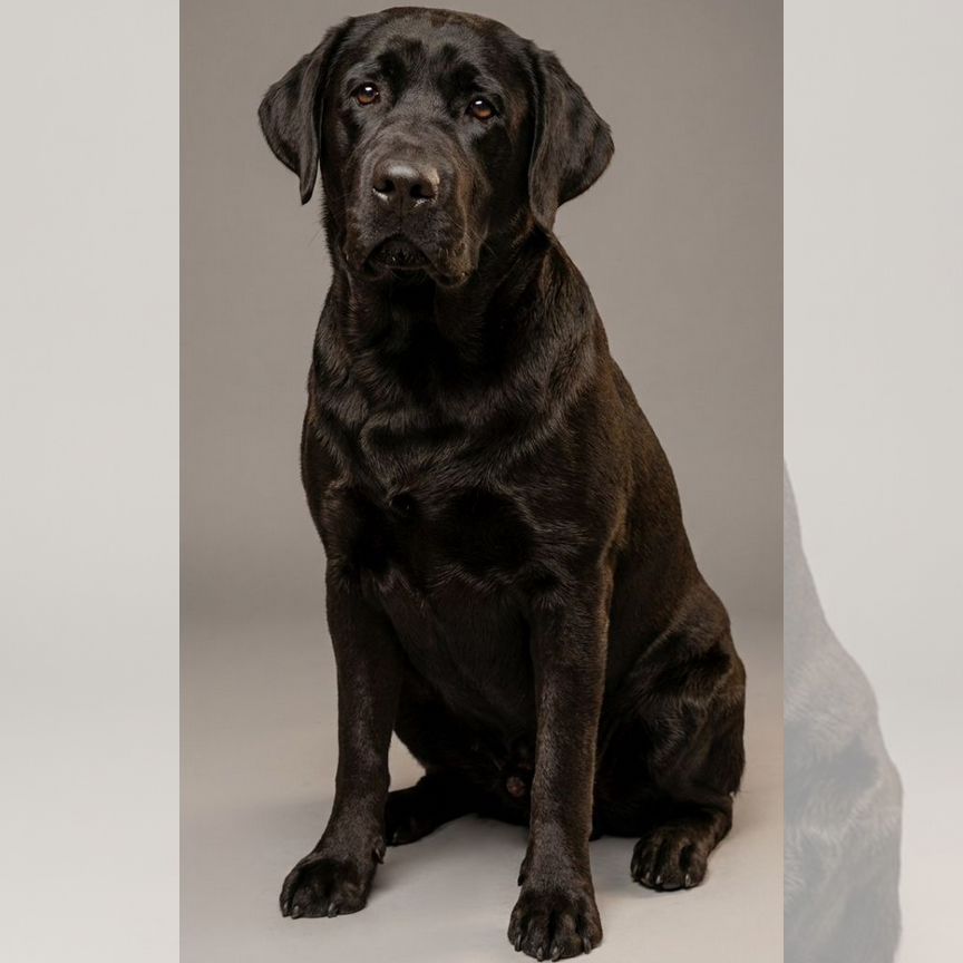 Лабрадор-ретривер, взрослая собака