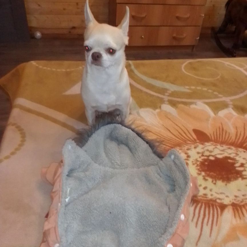 Комбинезон зимний для чихуахуа размер м