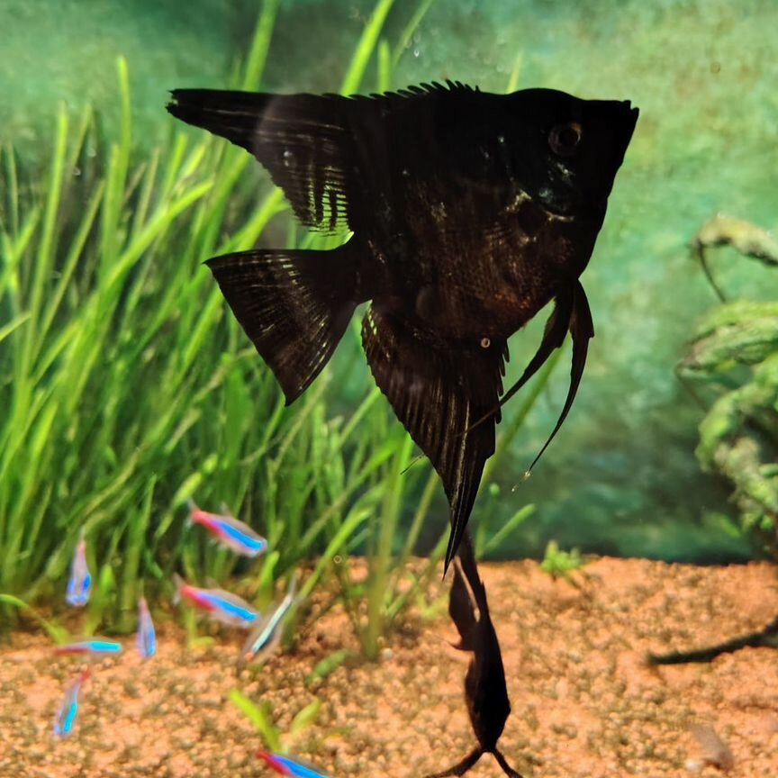 Скалярия черный бархат