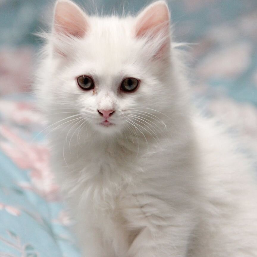 Сибирский котёнок