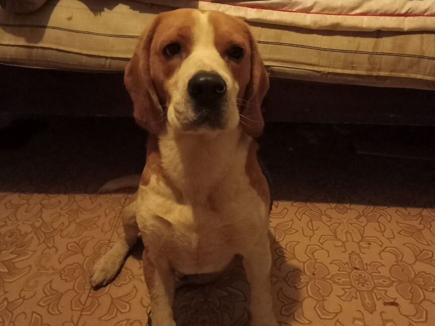 Бигль бесплатно