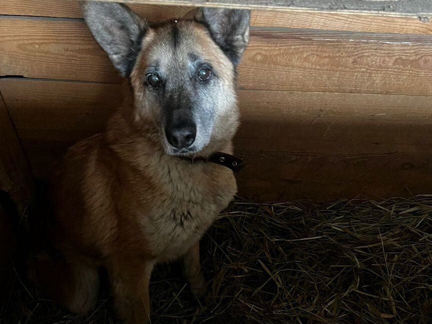 Ушастая собака Панда в приюте. Грусть в глазах