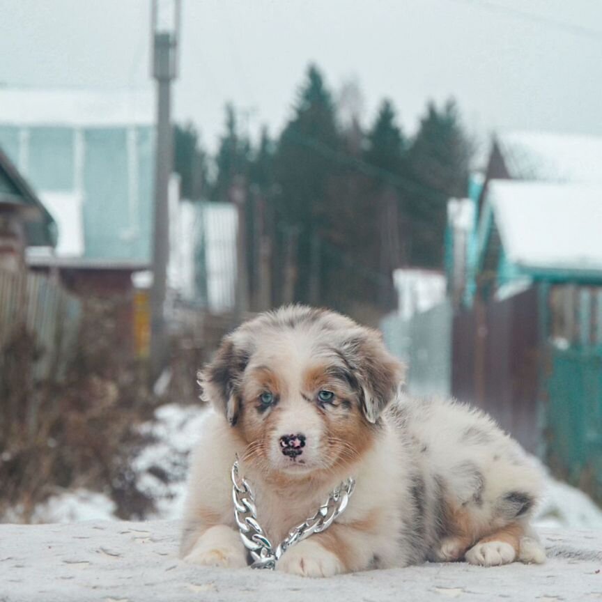 Девочка аусси