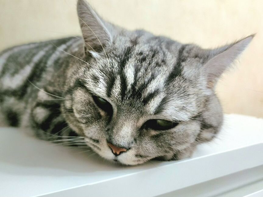 Кот-красавчик ищет семью