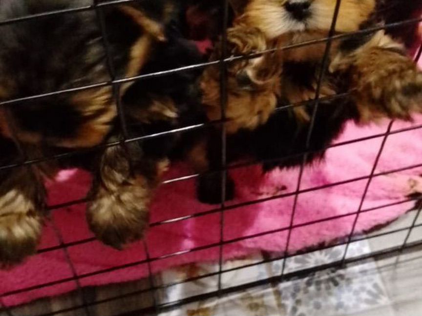 Йоркширский терьер щенки