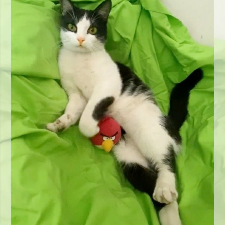 Кошка Люся