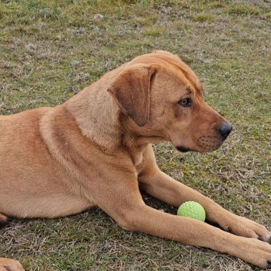 Кобель-подросток ищет хозяев